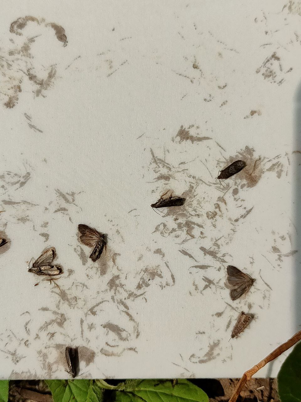 Fly 1 Object Detection Model by fly