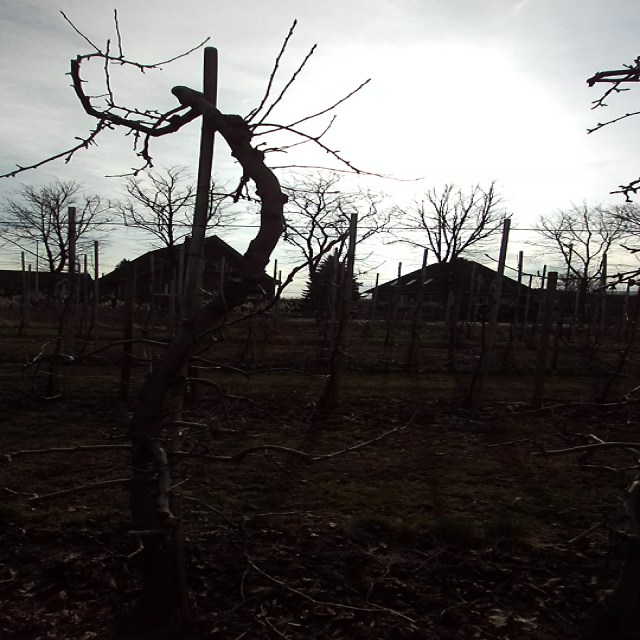 Tree detection Object Detection Dataset (v3, Winter) by SAMSON