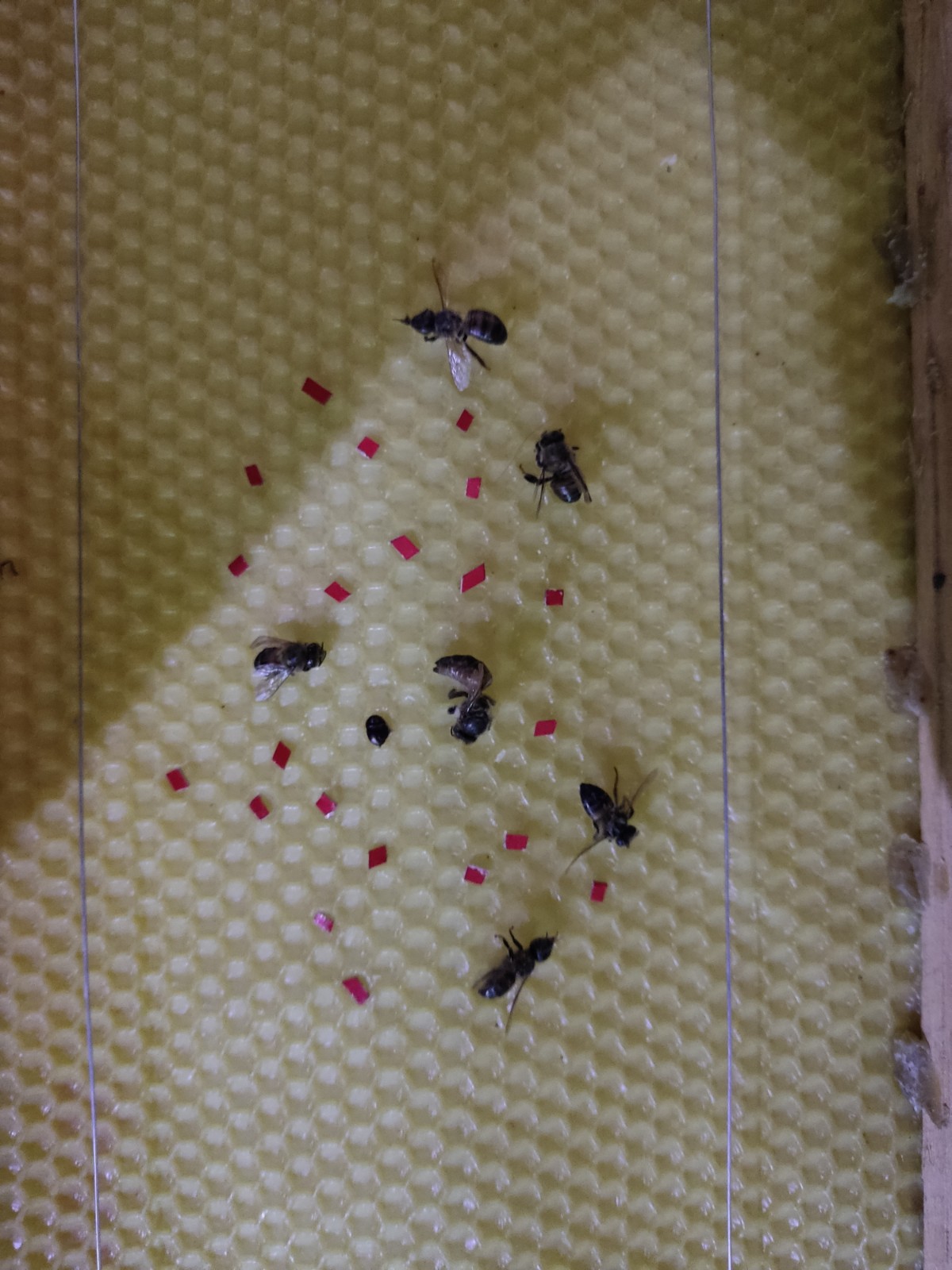 Yolov8 Project Object Detection Dataset By Tec