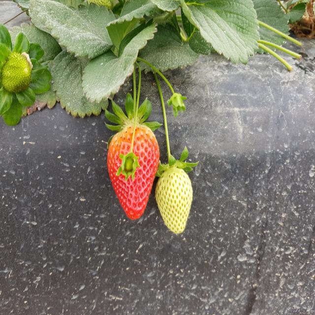 Strawberry-Status Instance Segmentation Model by Lennys Workspace