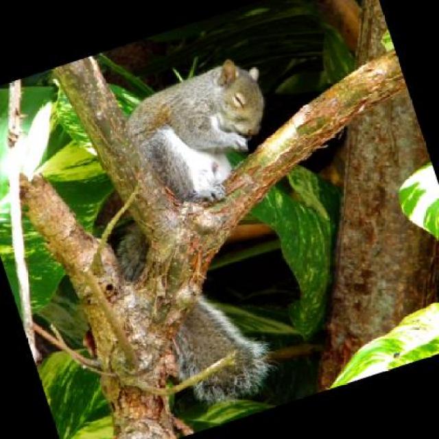 Squirrel Detector Object Detection Dataset By Lennys Workspace