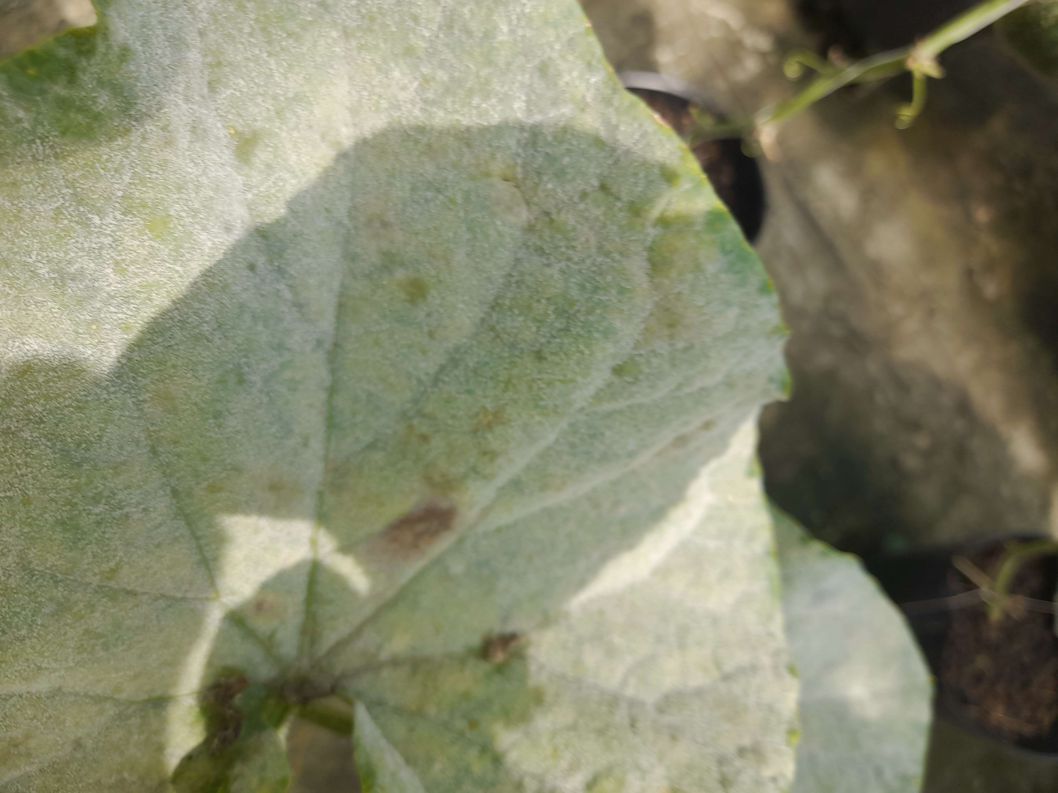 bệnh cây dưa lưới Instance Segmentation Dataset and Pre-Trained Model by tienb2012472studentctueduvn