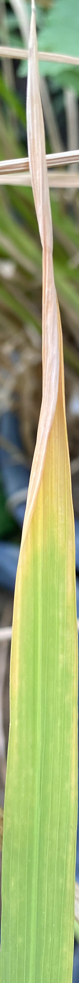 paddy nutrient deficiency Object Detection Model by paddy