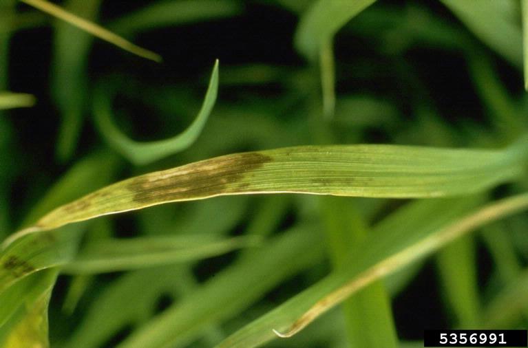 Paddy Disease Object Detection Model By Paddy