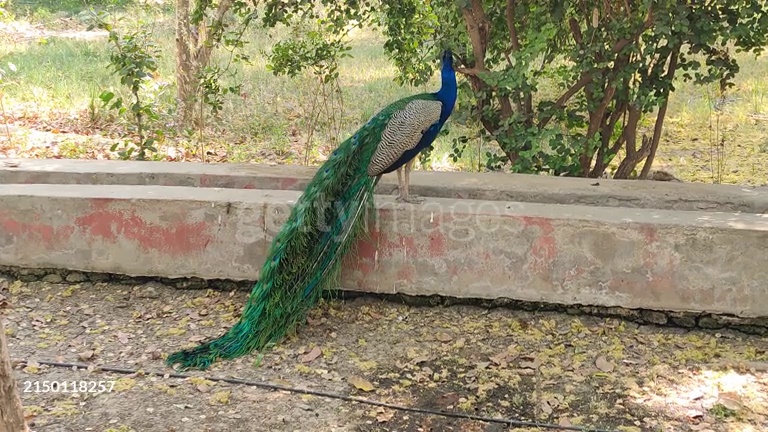 Bird Detection Object Detection Dataset And Pre Trained Model By Major