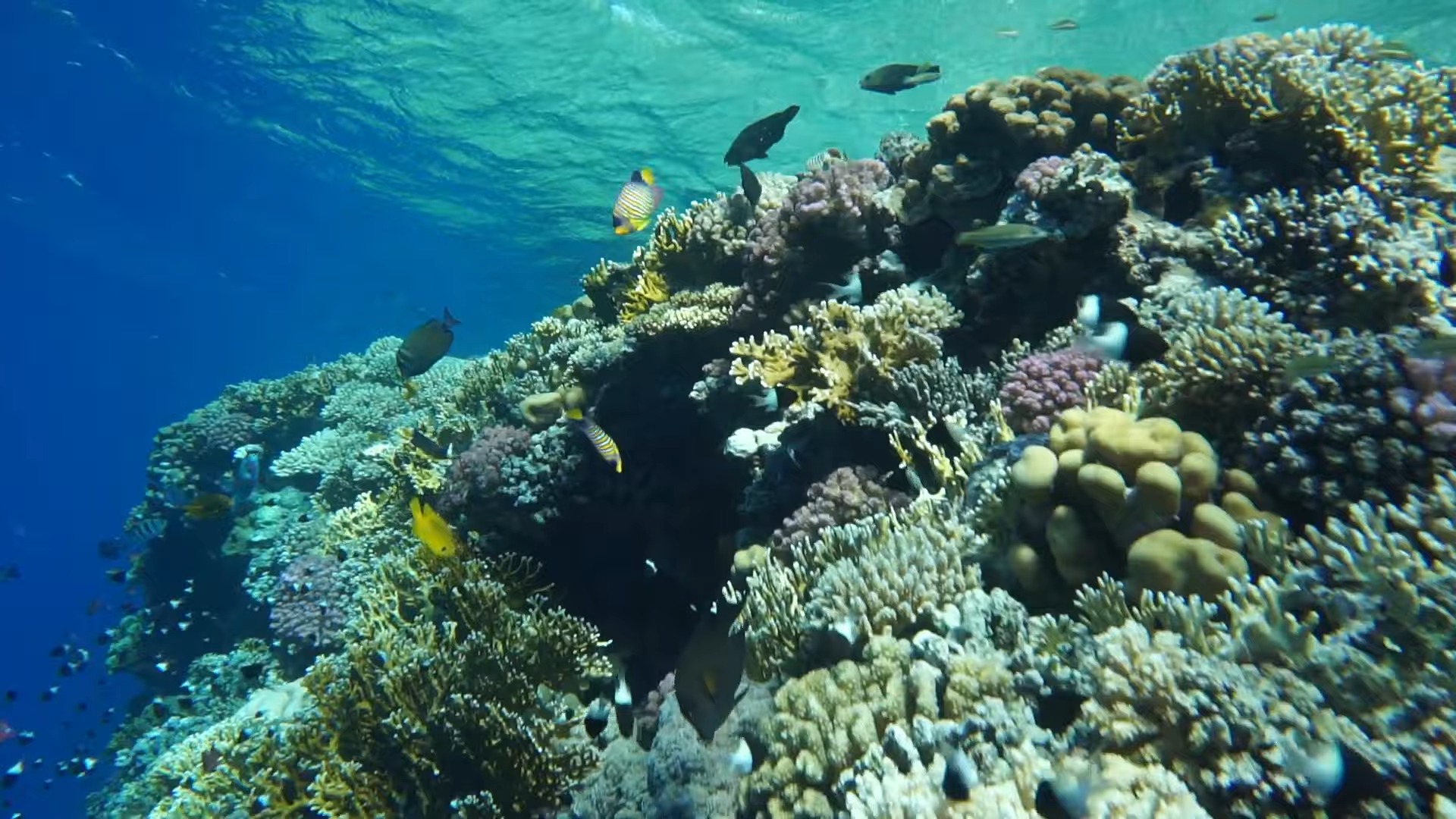 fish Object Detection Dataset by labels