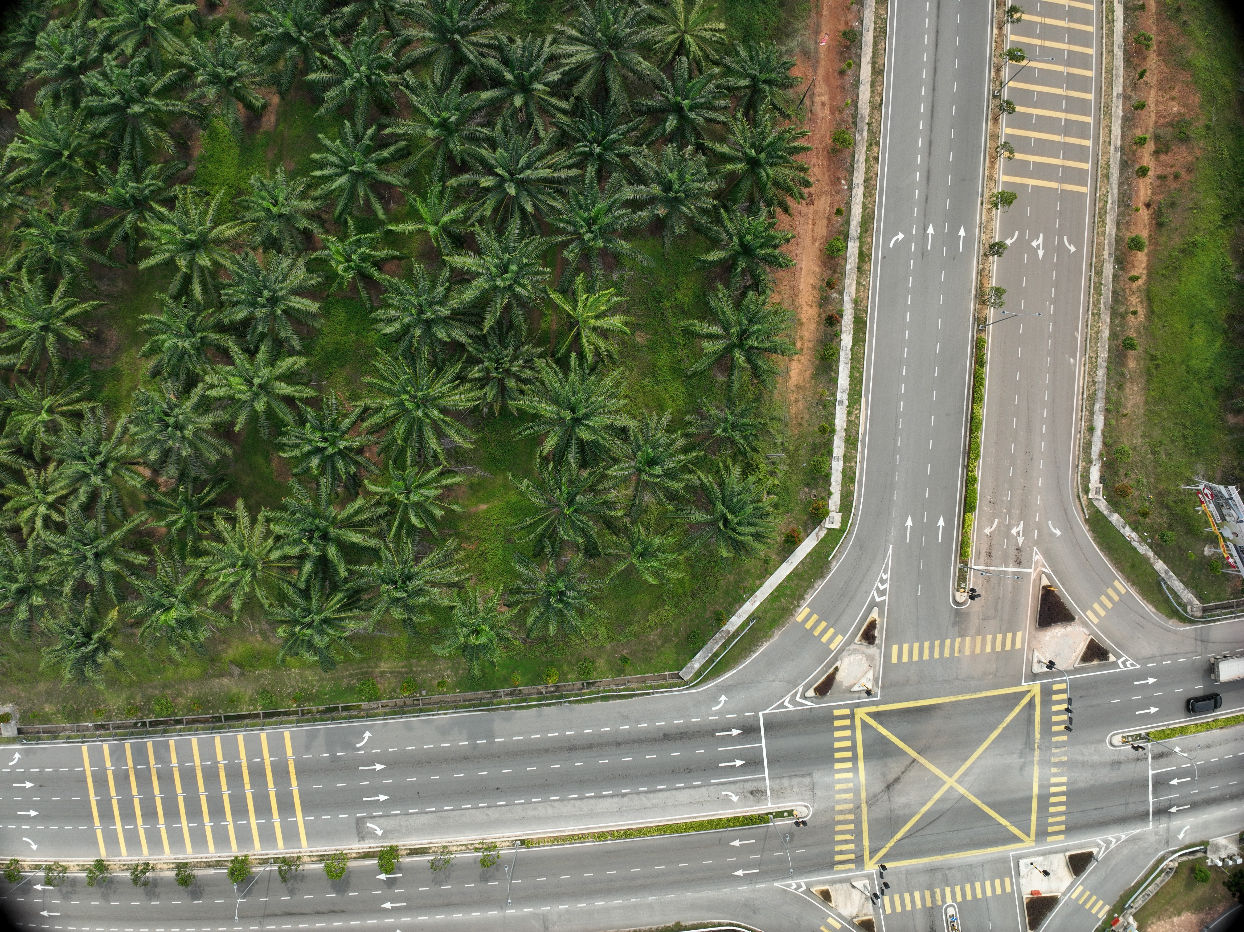 Palm Tree Object Detection Model (v7, 2025-08-11 3:34pm) by harima