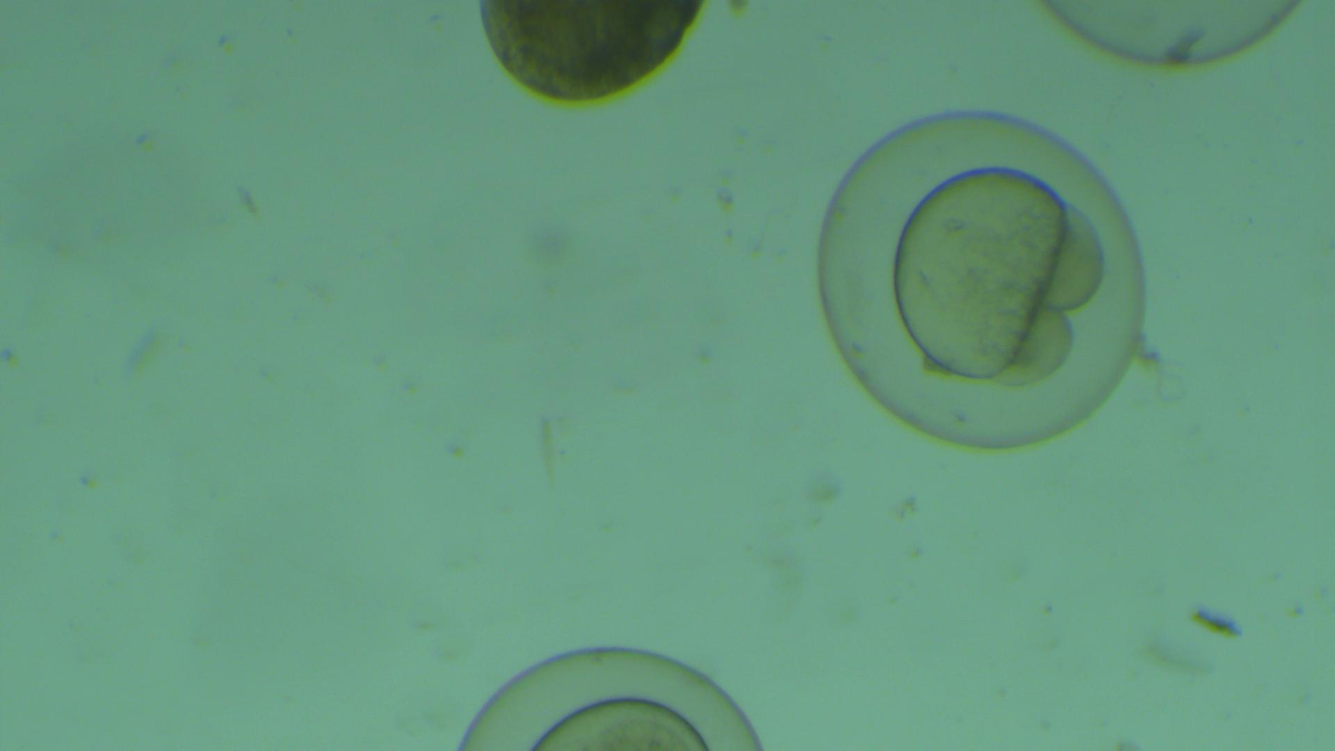 AliDatabase Object Detection Dataset by Zebrafish