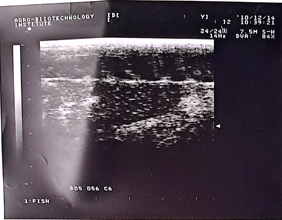 FYP 2 Object Detection Dataset by utm