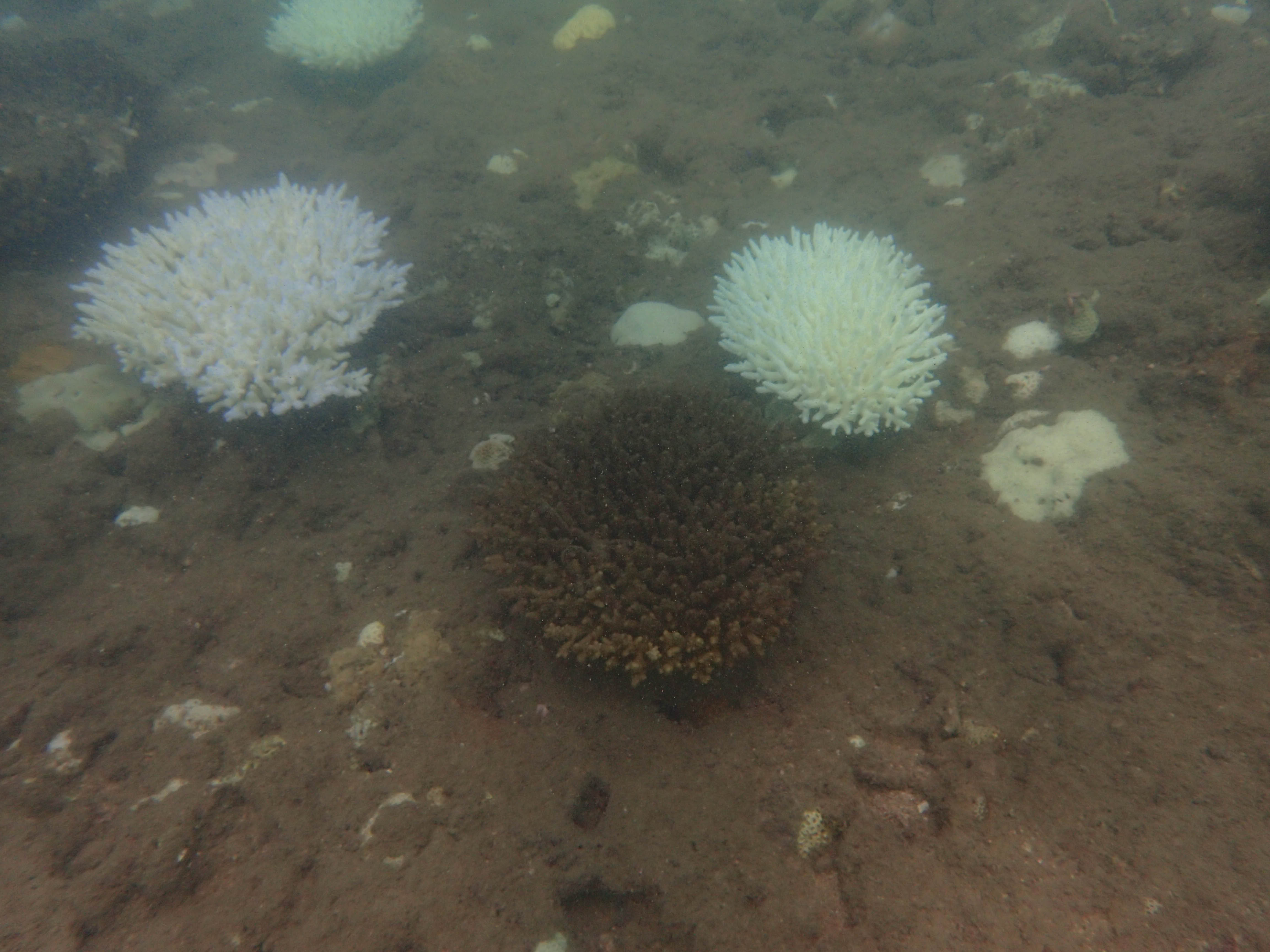 coral Object Detection Dataset and Pre-Trained Model by university of colombo