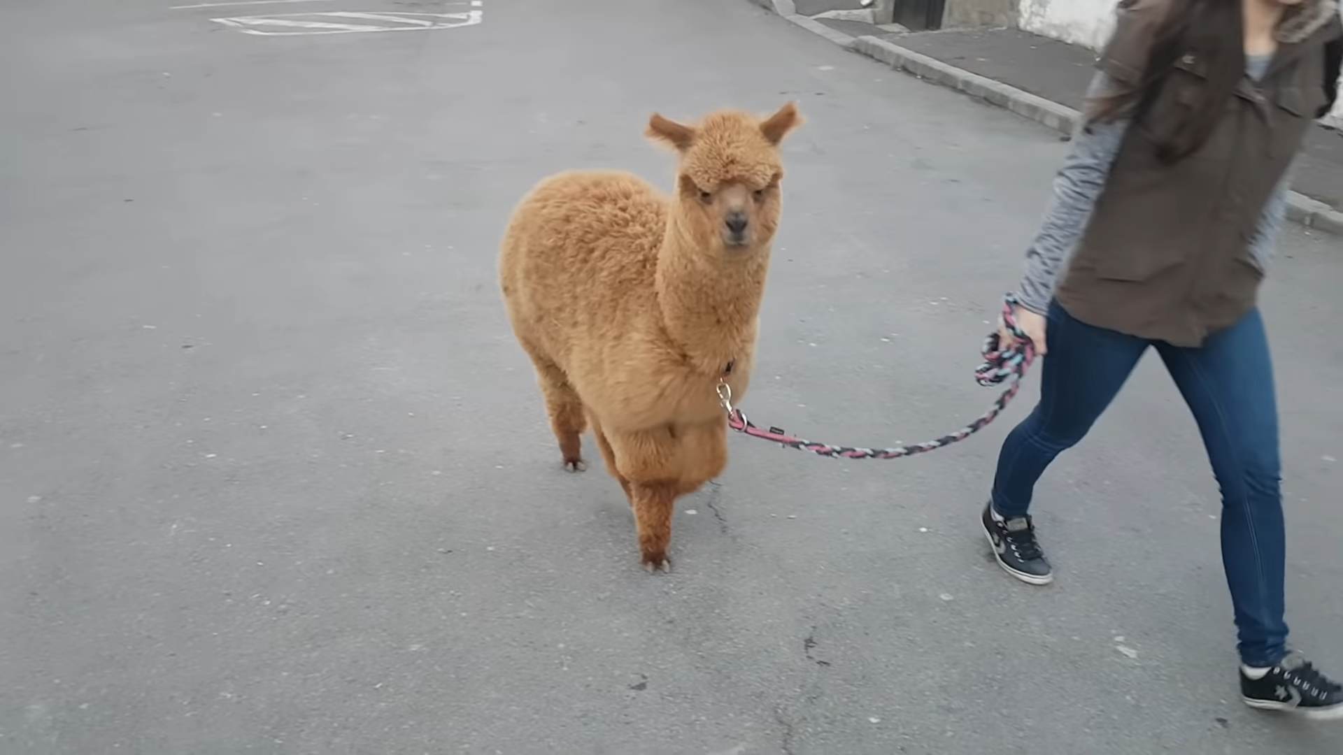 Alpaca Detection Object Detection Dataset By Sriwijaya Univ
