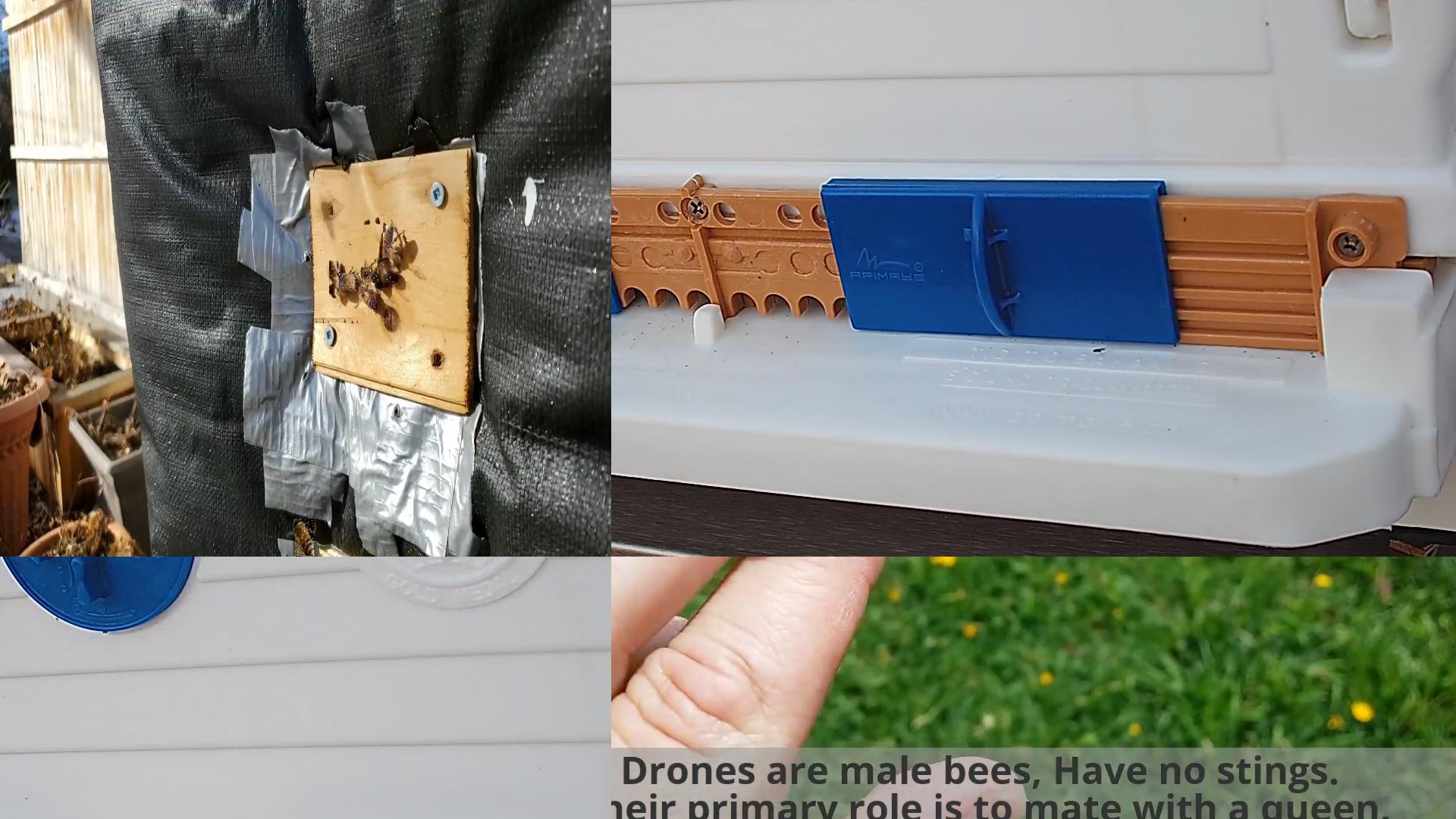 bee detector 2 Object Detection Dataset and Pre-Trained Model by tscc