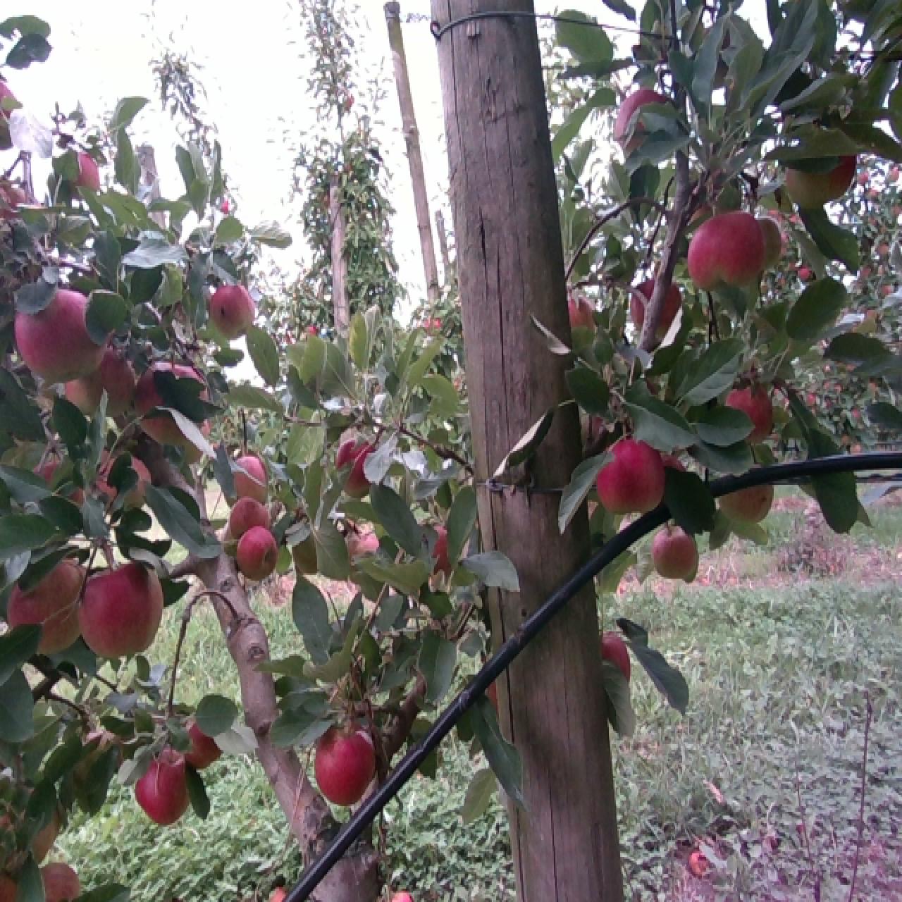 apple_detector Object Detection Dataset by RWU