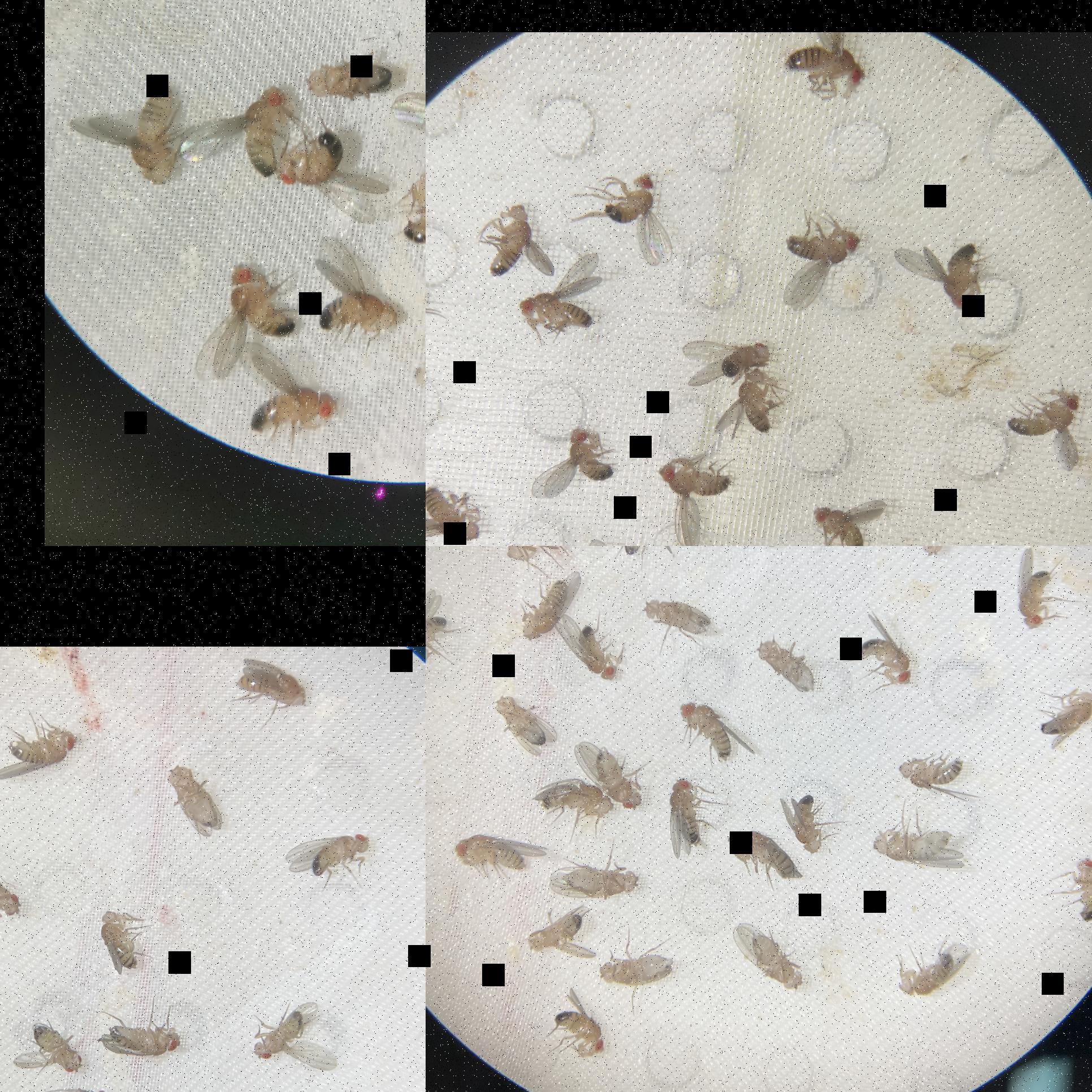 Fruit flies detection Object Detection Model by MVP Apps