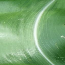 Corn leaf classification Classification Dataset by harsha