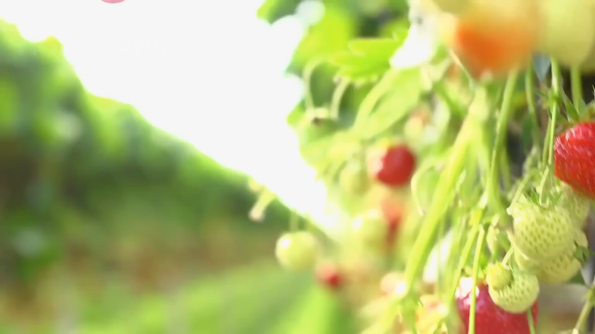 strawberry-detection Object Detection Dataset by free