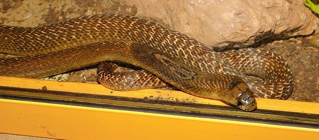 snake Object Detection Dataset by Quiran