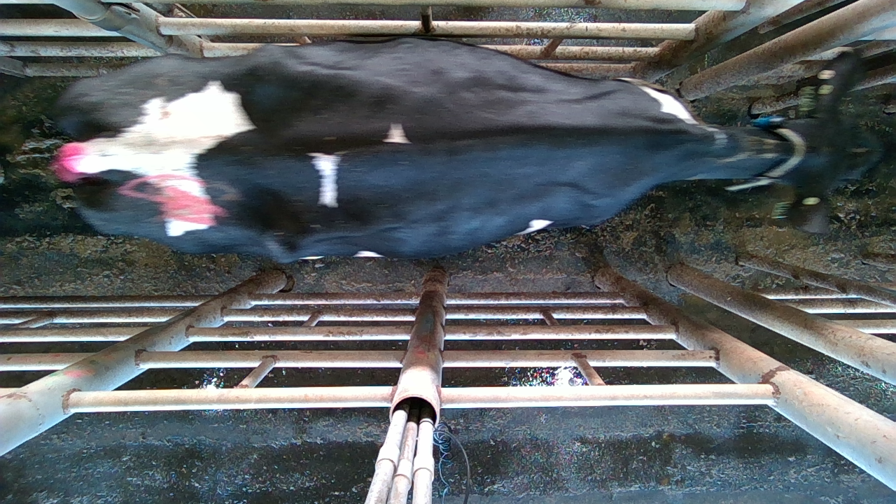 Highbrighton Cow Detection Object Detection Dataset By Label