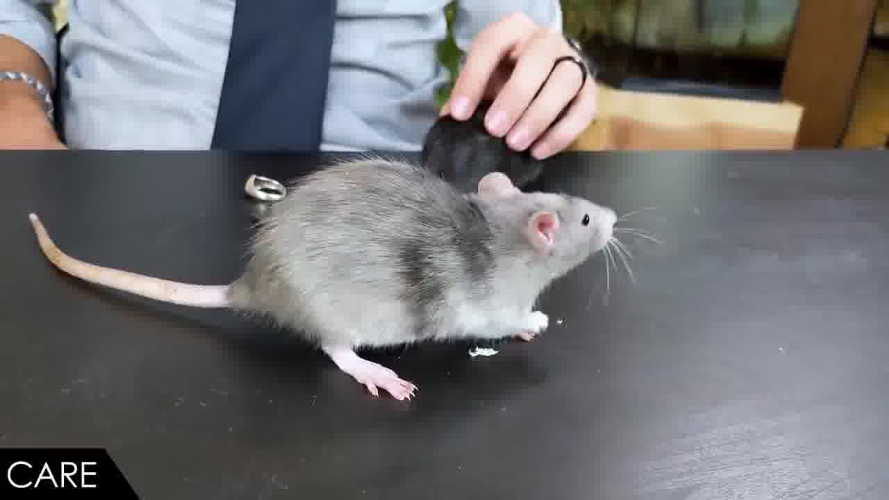 rat-chicken Object Detection Dataset by CheckChicken