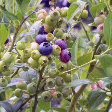 BlueBerries Instance Segmentation Dataset by evolve