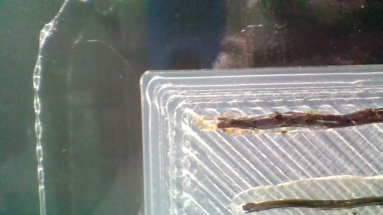 D1 Object Detection Dataset And Pre Trained Model By Monash University