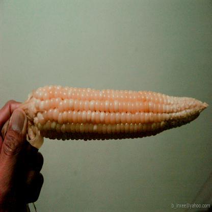 Corn-MaturityLevel-Dataset Classification Model by mrjon