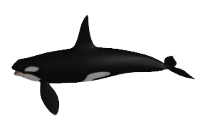 Shark Bite 2 Object Rec Object Detection Dataset and Pre-Trained Model ...