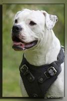 face annotation (face-annotation-6ud1l) - Roboflow Universe