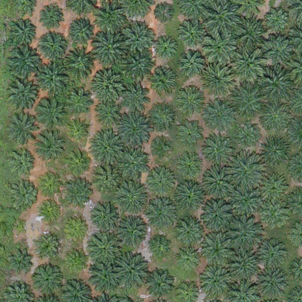 NEW OIL PALM DETECTION Object Detection Dataset by isengAja