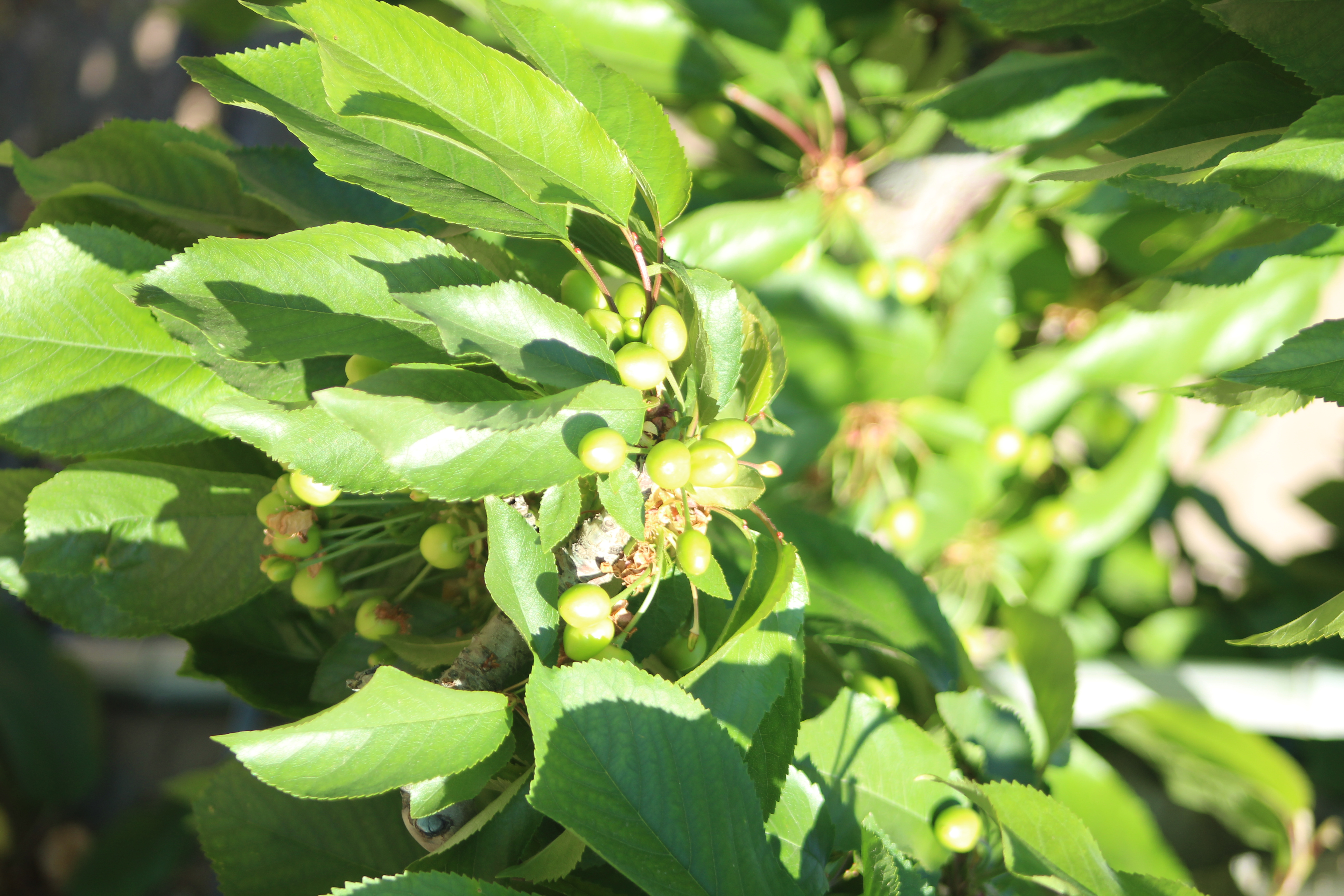 green buds Object Detection Model by Cerezos