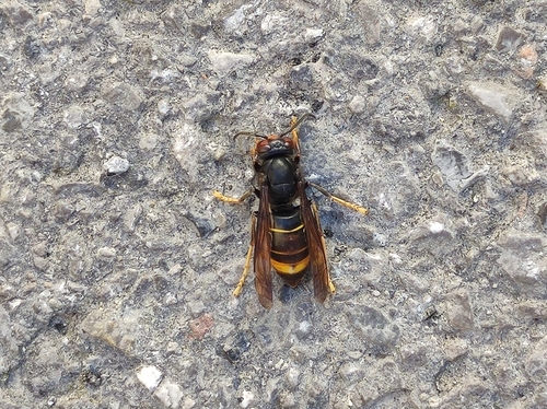 Identifying Invasive Insects Object Detection Dataset by Insect ...