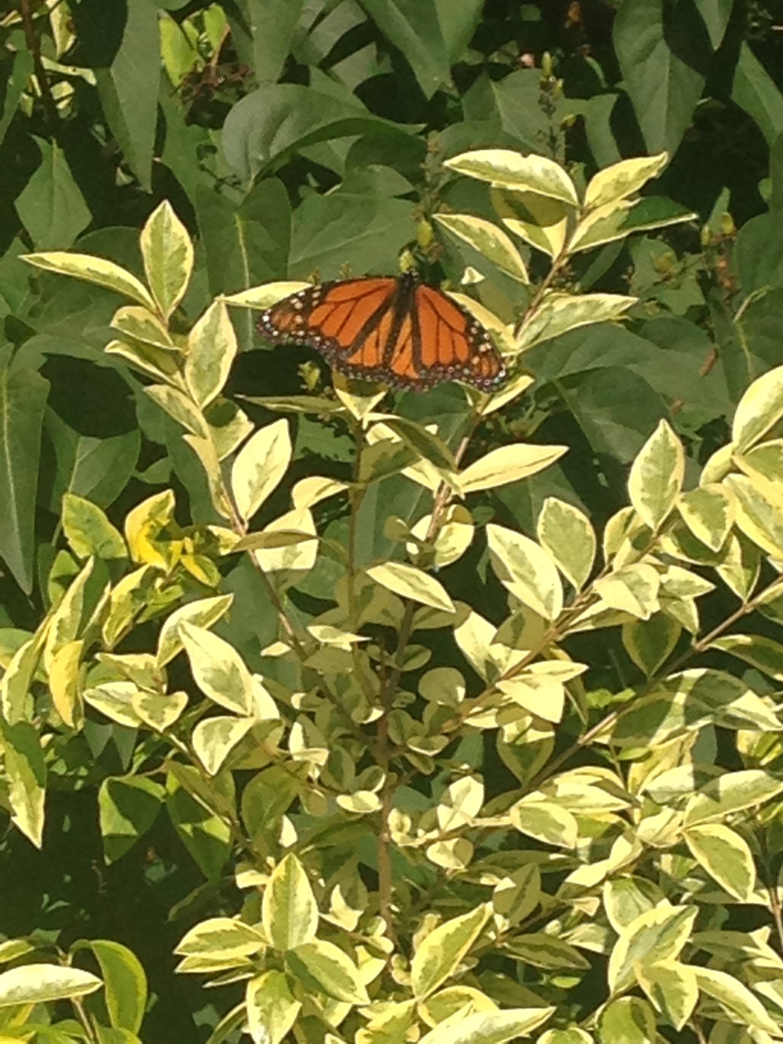 Monarch Butterfly Dataset Object Detection Dataset by Insect ...