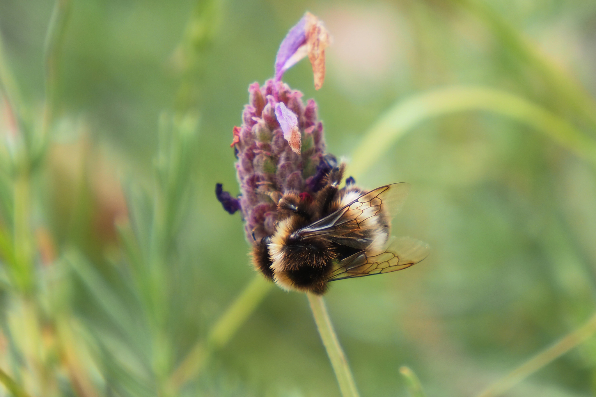 Bumble Bee Dataset Object Detection Dataset by Insect Identification 1