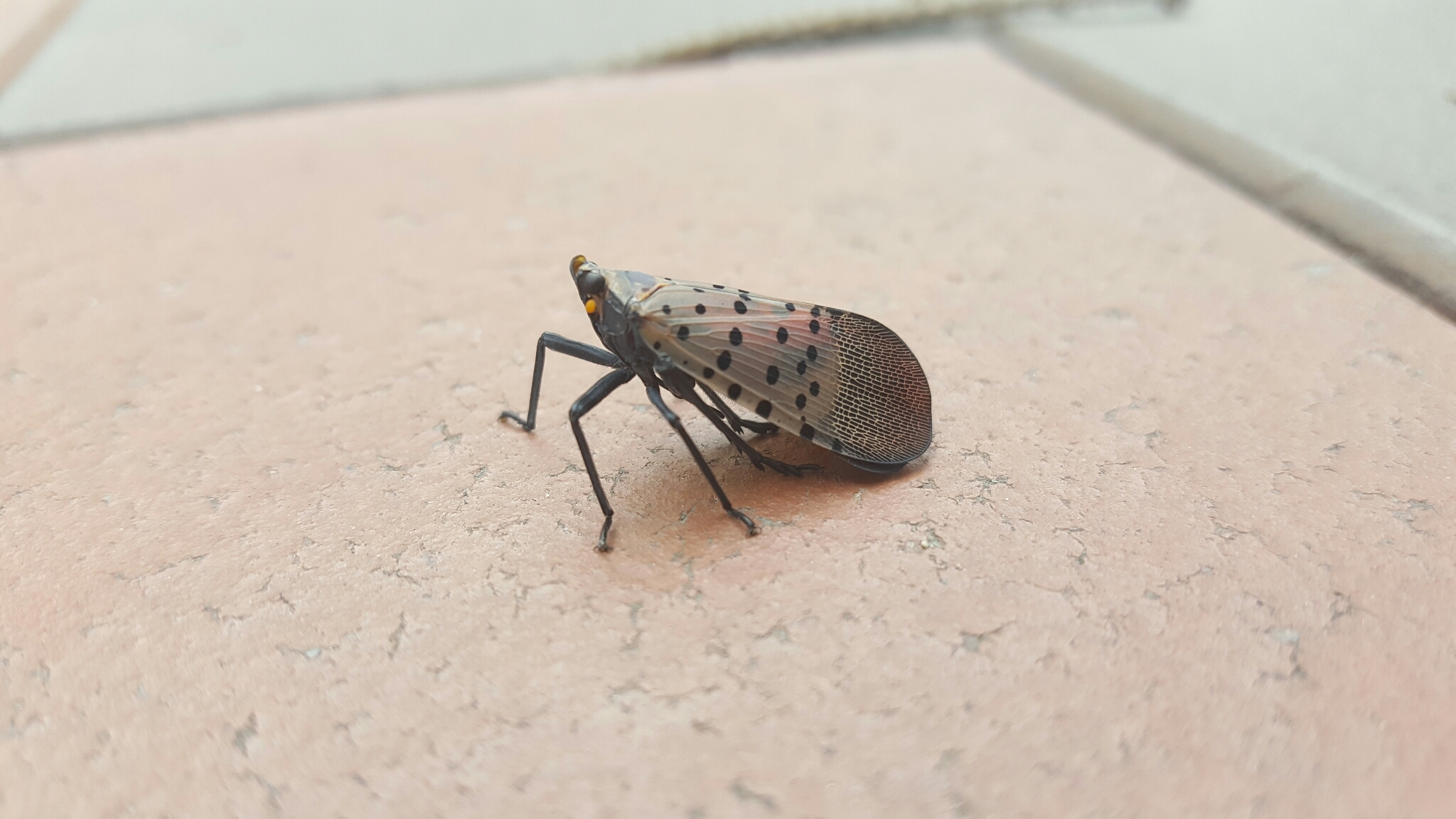 InsectIdentification Object Detection Dataset by Insect Identification 1