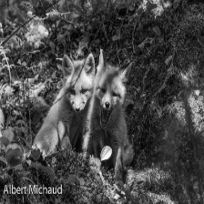 Camouflage Object Detection Model by PROJECTCAMOUFLAGE