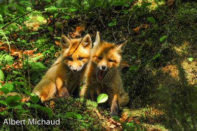 Camouflage object detection Object Detection Model by PROJECTCAMOUFLAGE