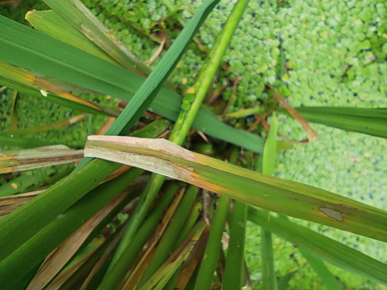 Rice Classification Dataset by fahrulworkspace