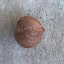 hazelnut-segmentation Instance Segmentation Model by Mustafa Kahraman