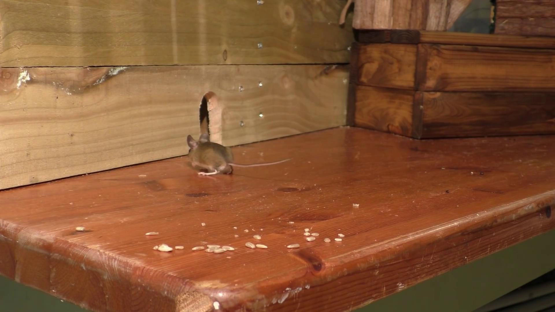 Mice Detection Object Detection Model By Rutgers