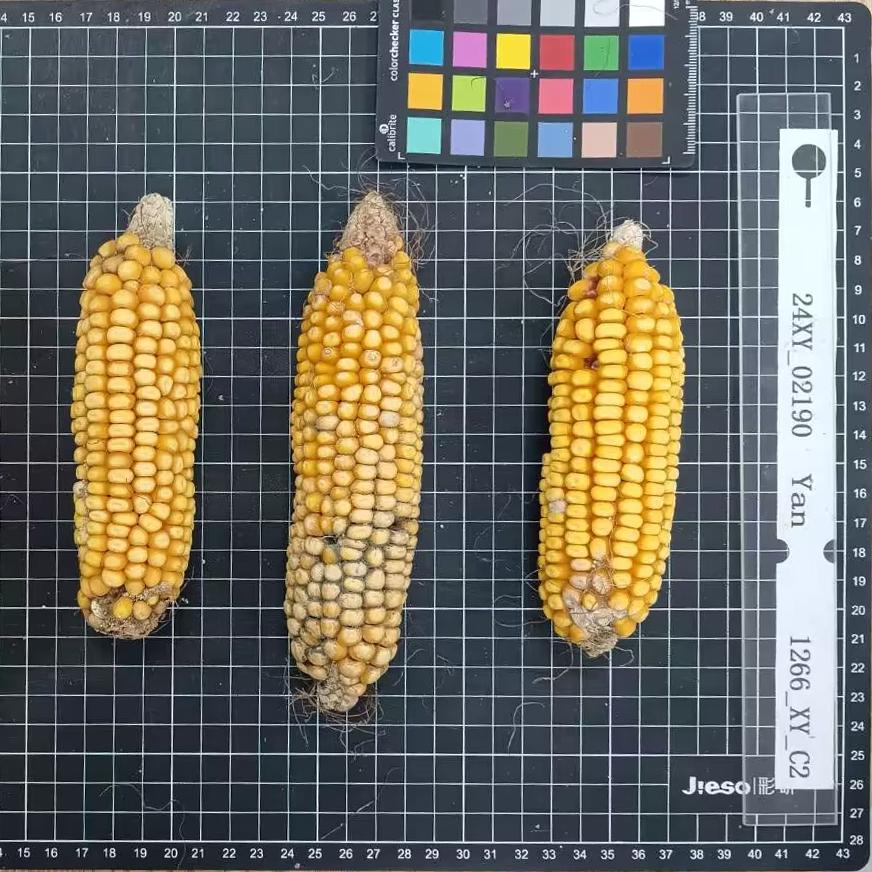 bald Object Detection Dataset by Adelaworkplace