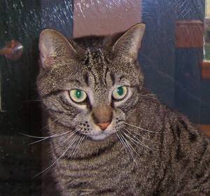 cats Object Detection Dataset by dataset