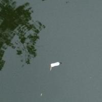 floating-plastic-waste-river Object Detection Dataset by floatplasticwasteriver