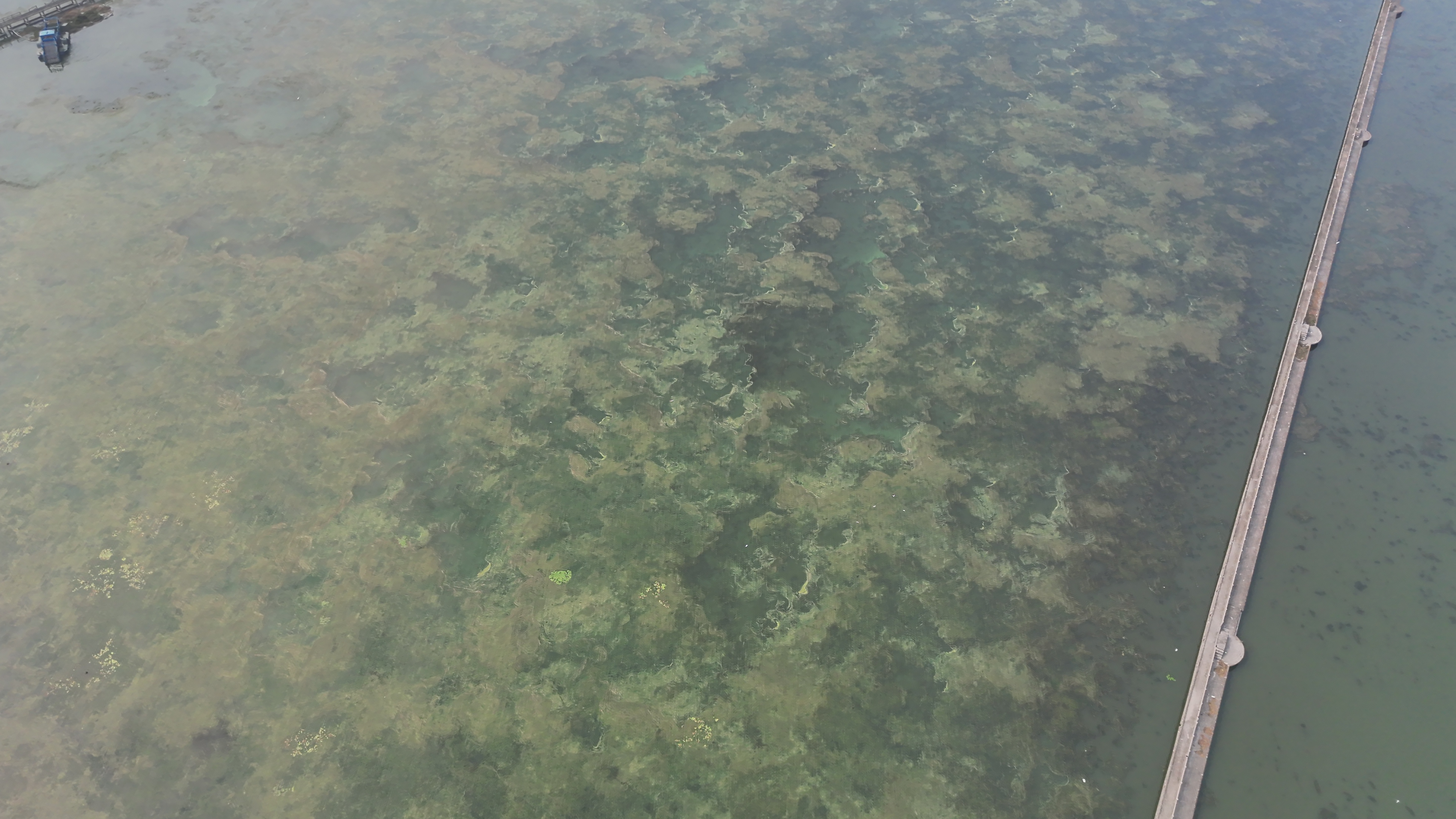 blue-algae-seg Instance Segmentation Model (v6, 2024-09-04 2:34am) by morningstar