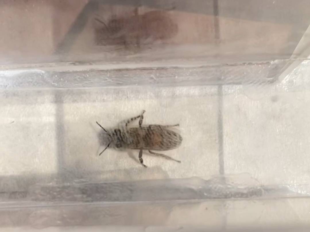 Varroa mite Detec Object Detection Dataset and Pre-Trained Model by Abc