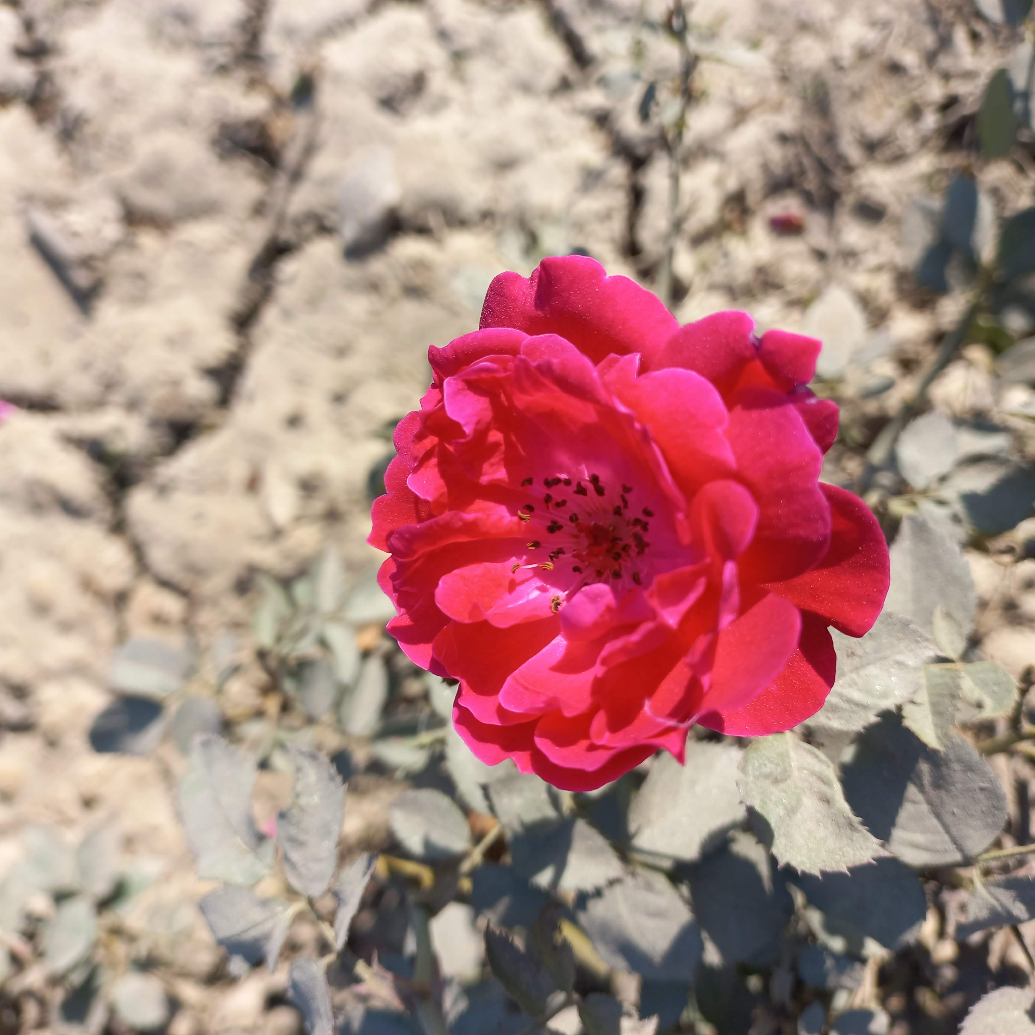 Flower Types Object Detection Dataset by COMSATS Lahore