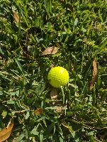 Remi Test - Roboflow Universe