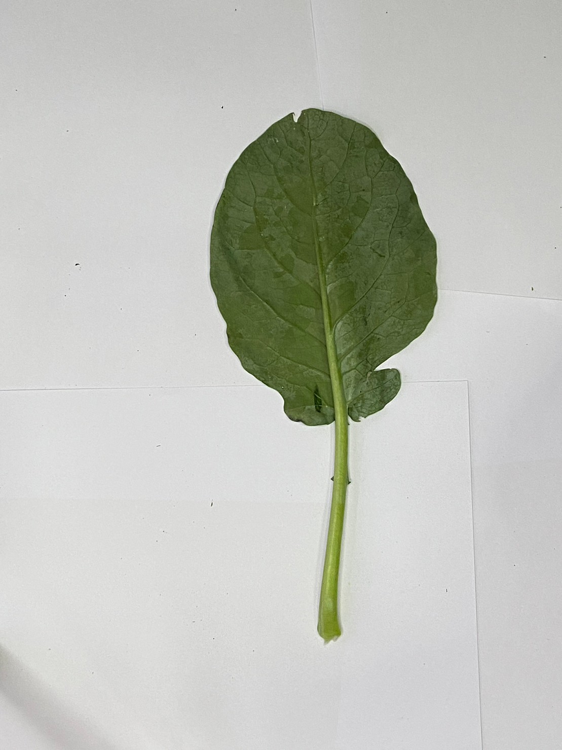 Leaf Detection Classification Dataset By Class