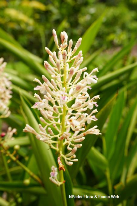 Plant_Recognizer Object Detection Dataset by Public