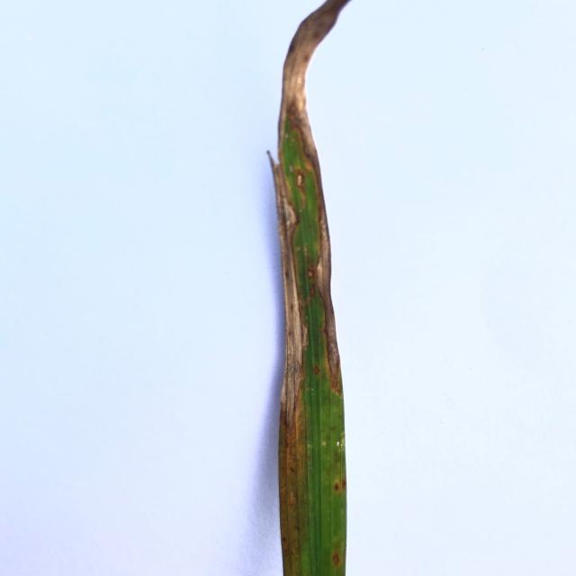 rice bacterial blight Object Detection Dataset by annotation