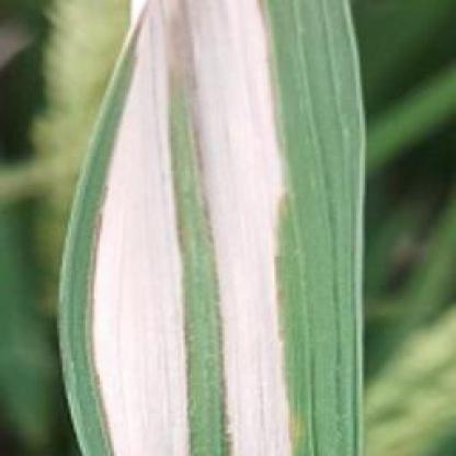 leaf Object Detection Dataset by annotation